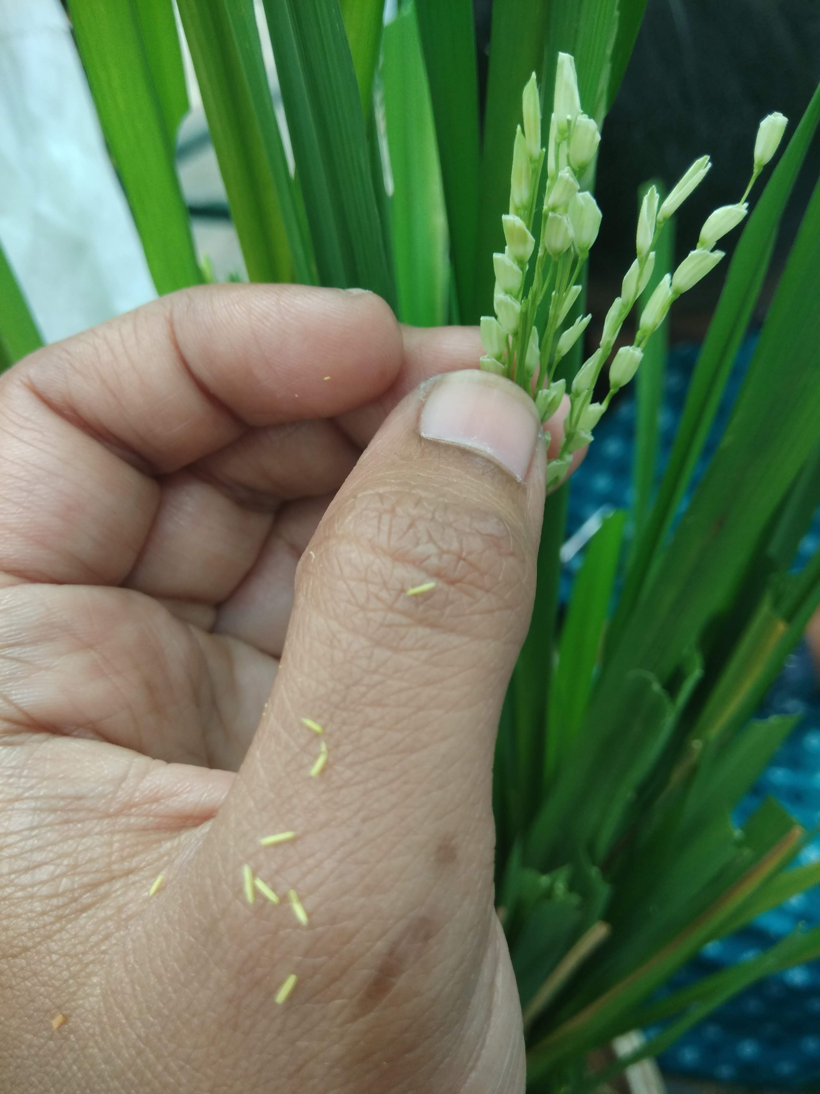 Crop Improvement Lab - Gallery