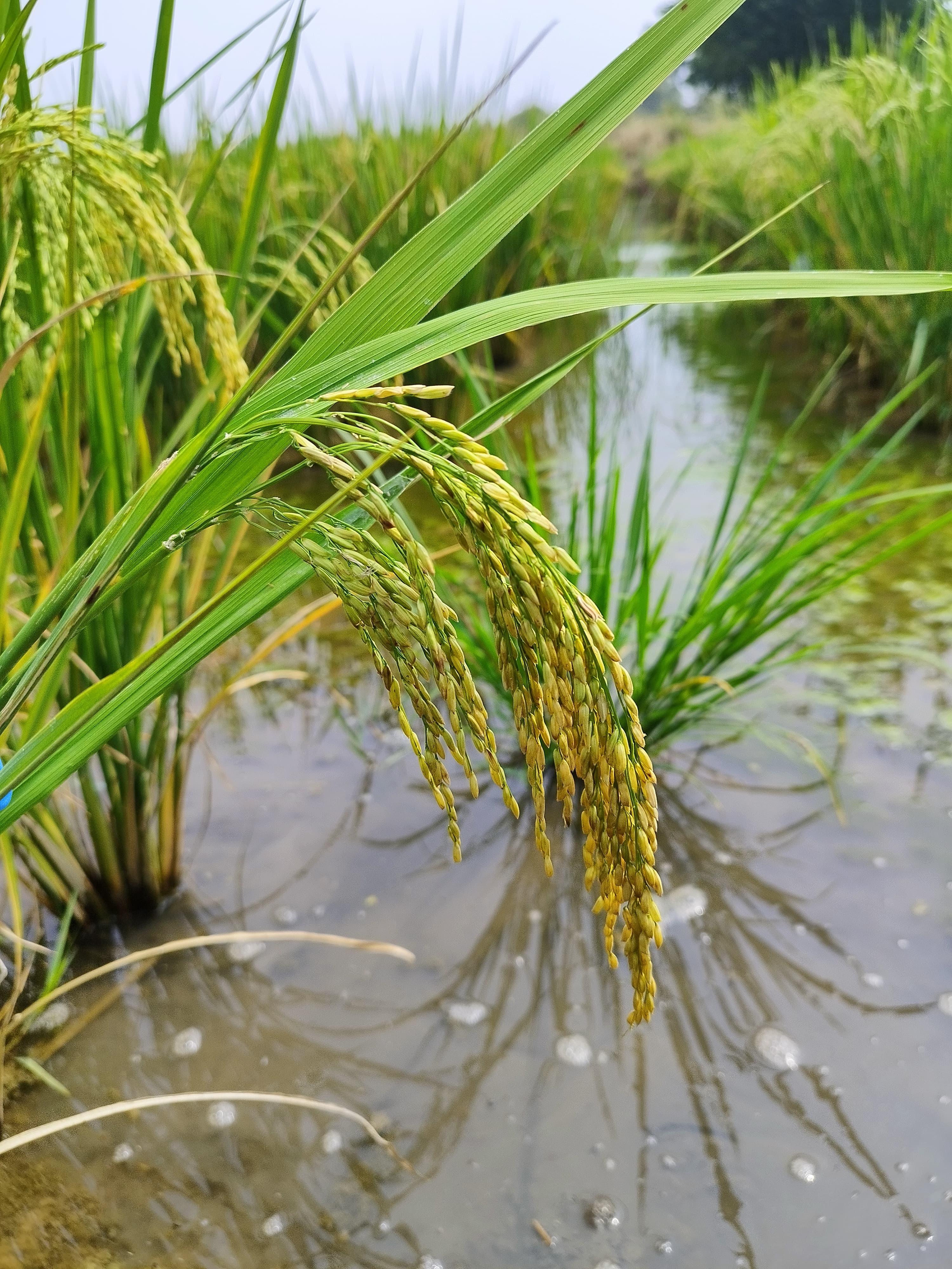 Crop Improvement Lab - Gallery